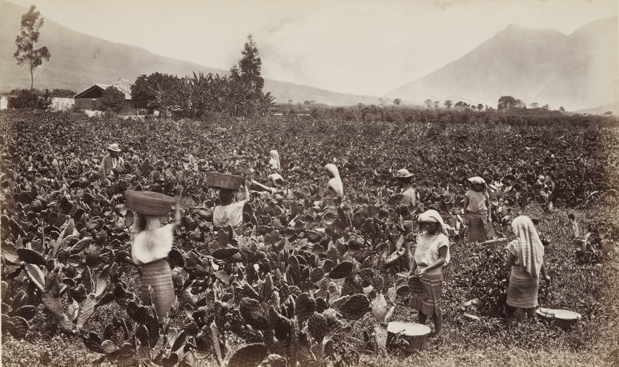 Eadweard J. Muybridge. Cactus Plantation for Rearing Cochineal. 1875 | MoMA
