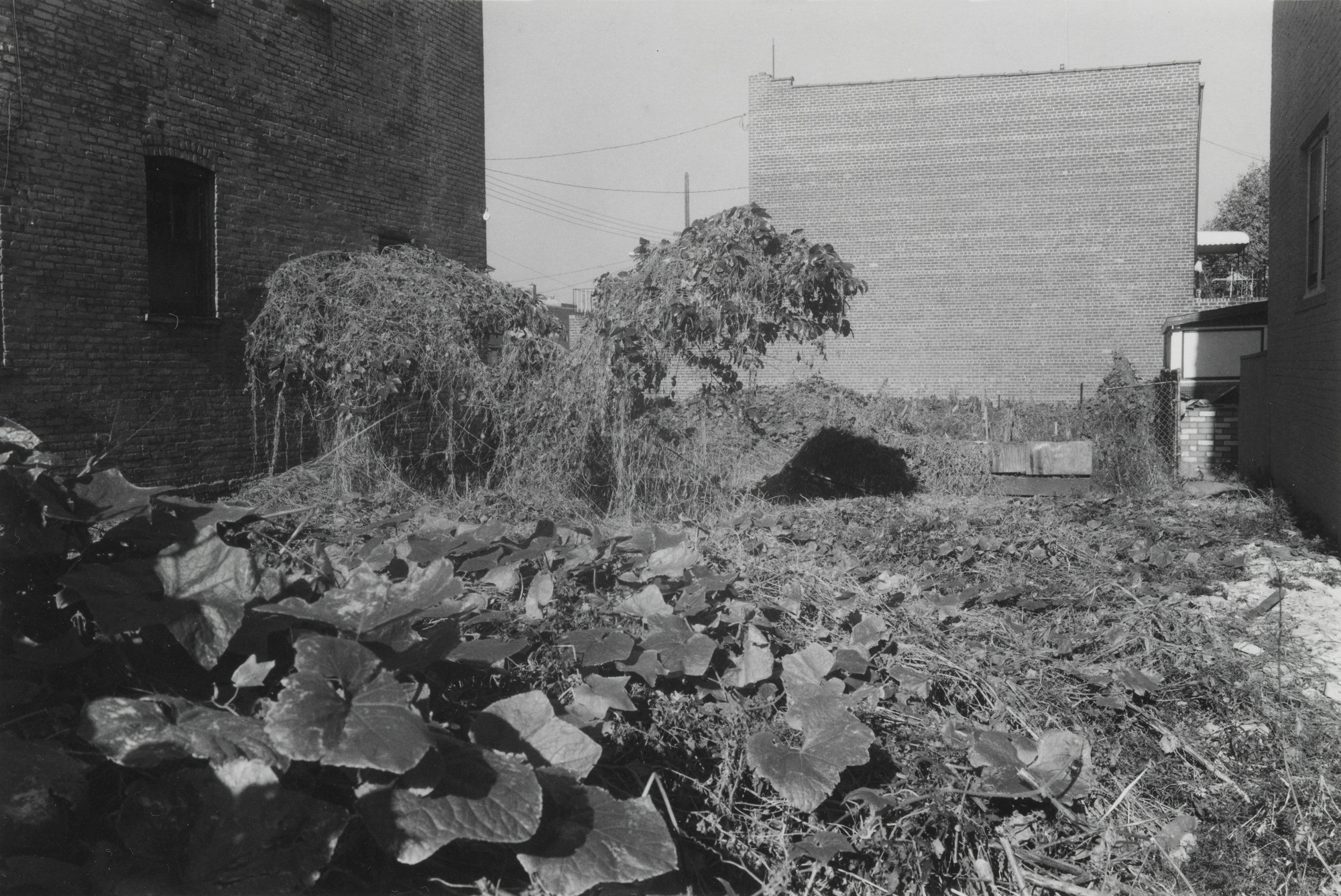 Thomas Roma. Untitled. 1974-80 | MoMA