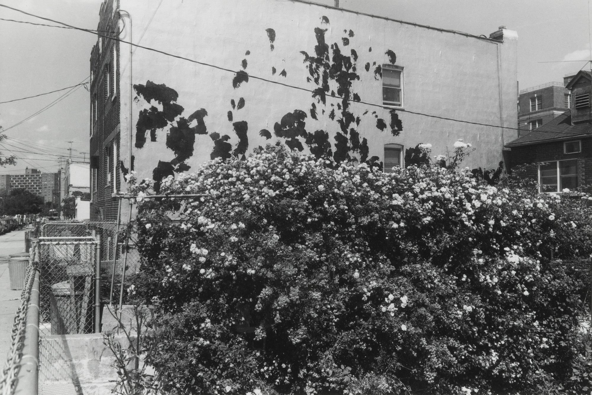 Thomas Roma. Untitled. 1974-80 | MoMA