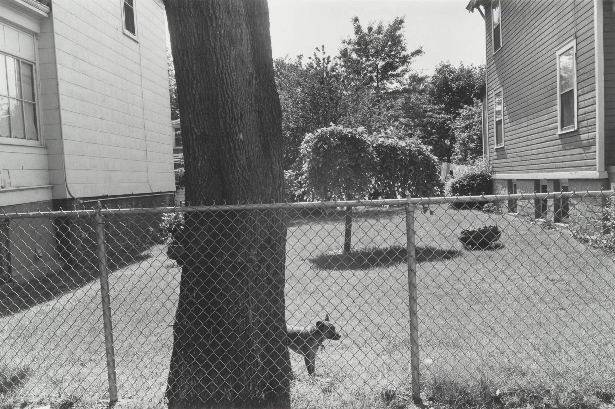 Thomas Roma. Speedy, Sheepshead Bay, Brooklyn. 1974 | MoMA