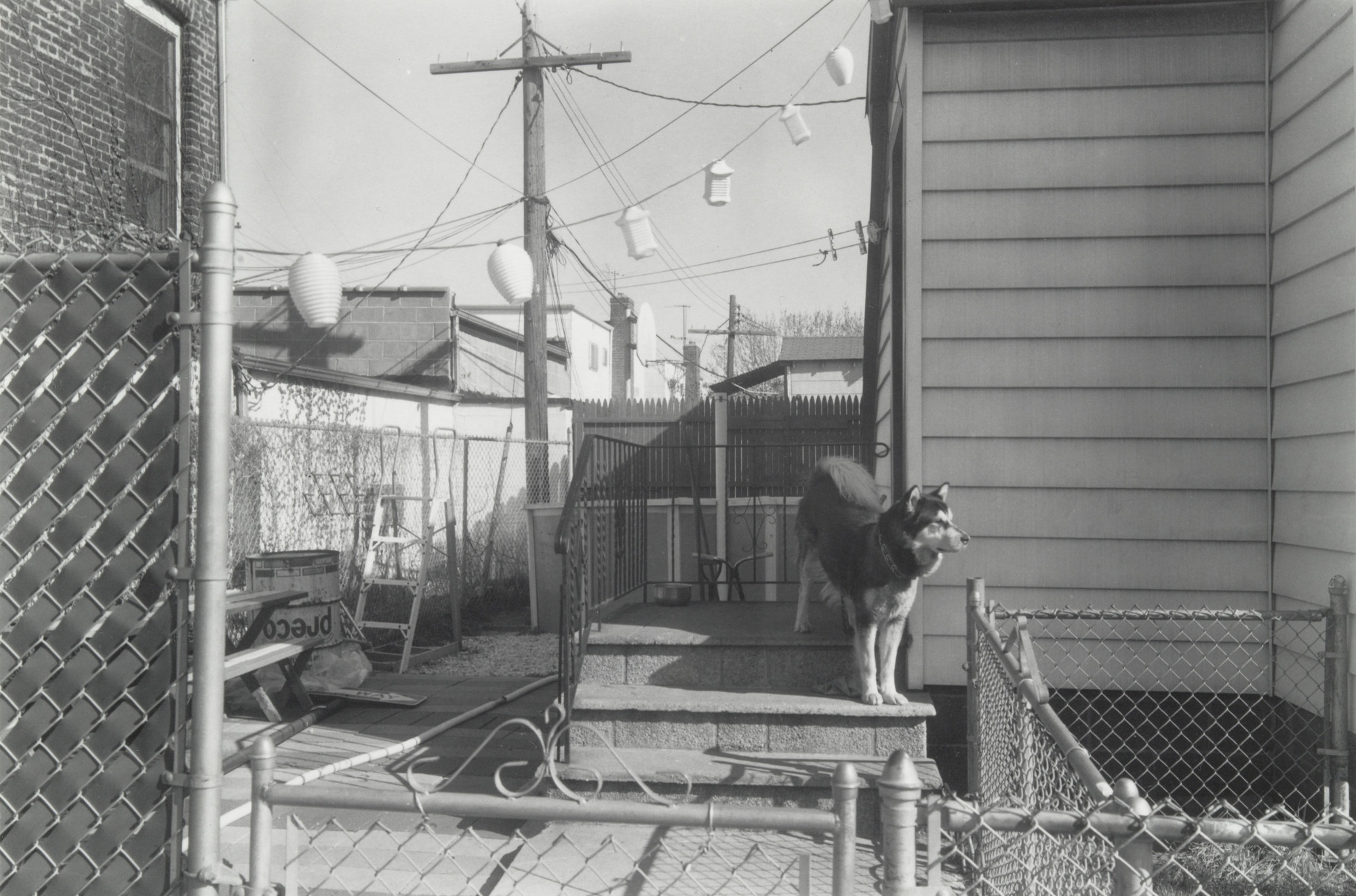 Thomas Roma. Yoko, Gerrittsen Beach, Brooklyn. 1977 | MoMA