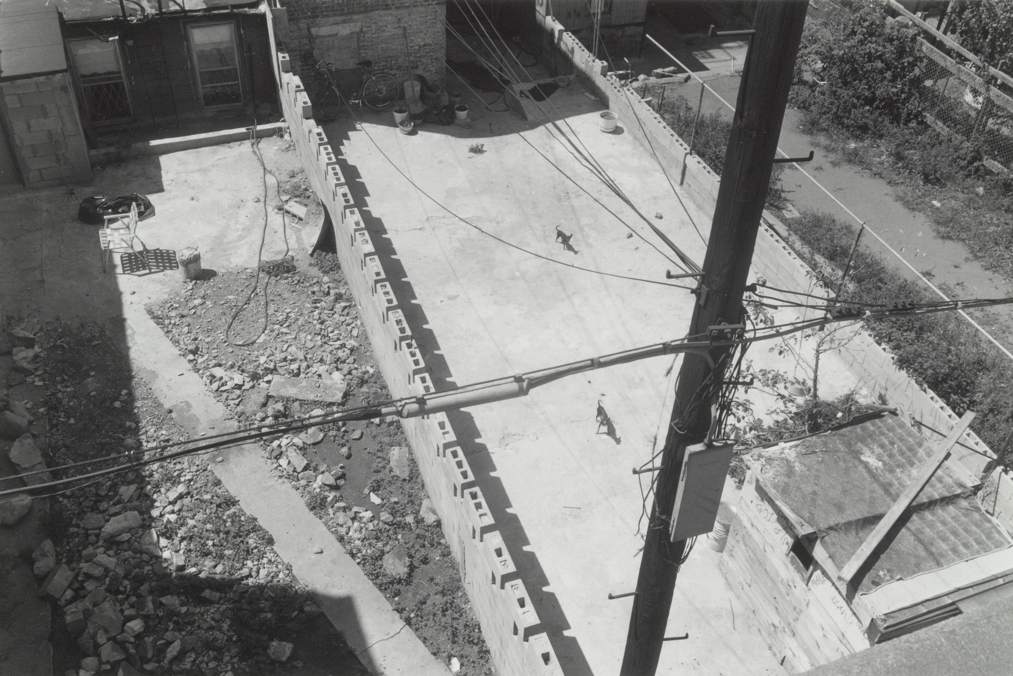 Thomas Roma. Che and Rosie, Sunset Park, Brooklyn. 1981 | MoMA