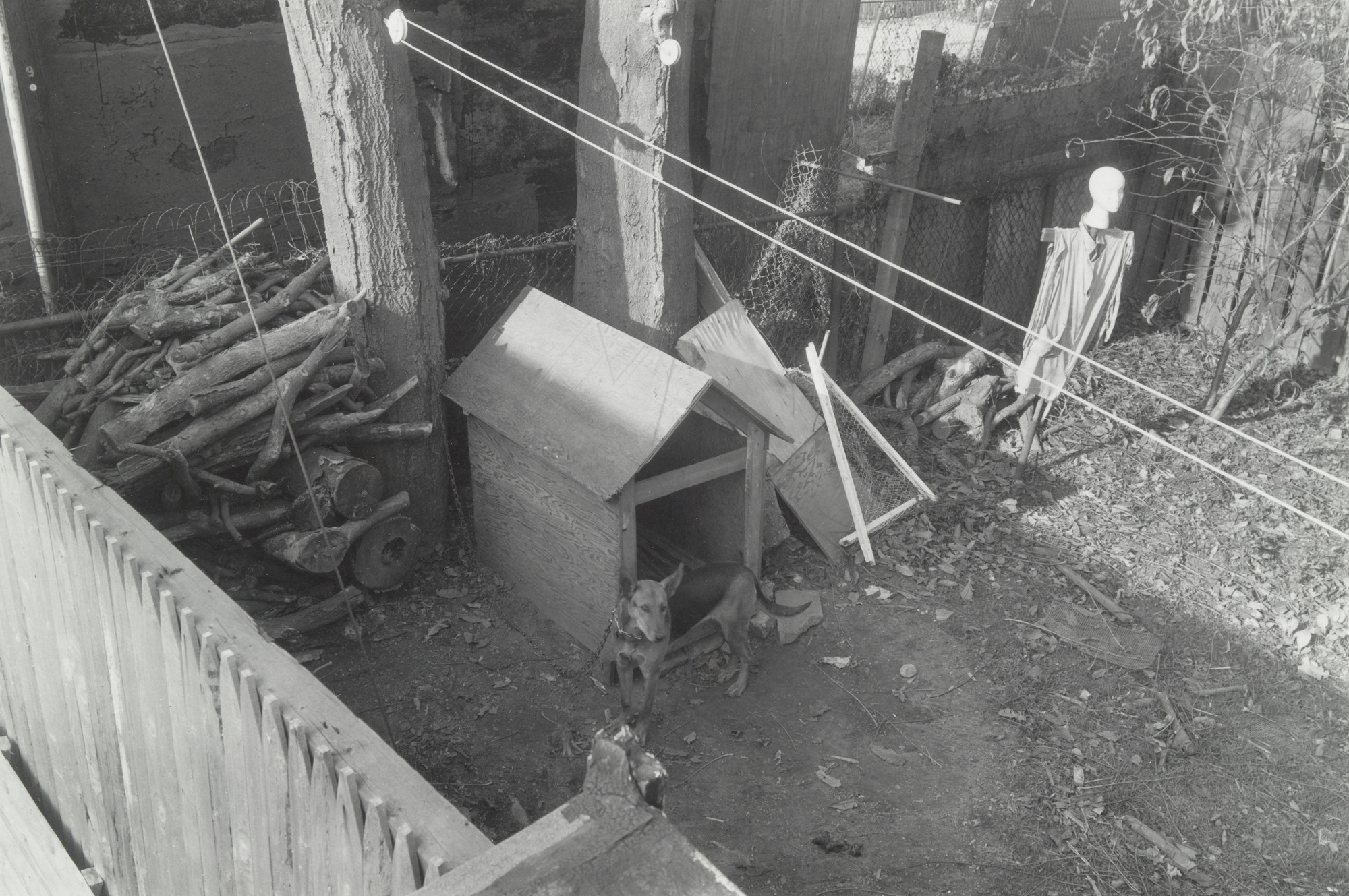 Thomas Roma. Farfel, Park Slope, Brooklyn. 1981 | MoMA