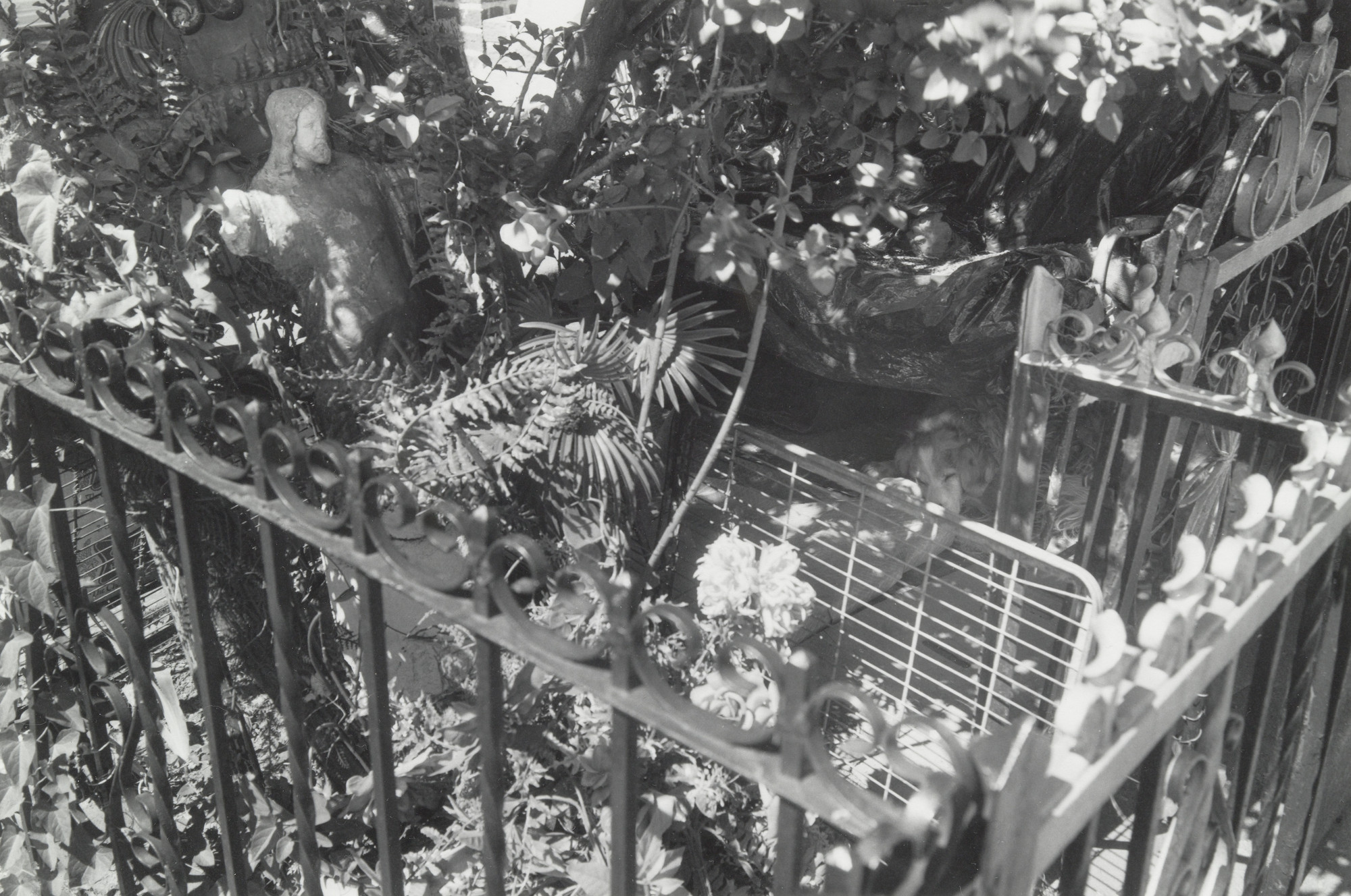 Thomas Roma. Franca, Bensonhurst, Brooklyn. 1981 | MoMA