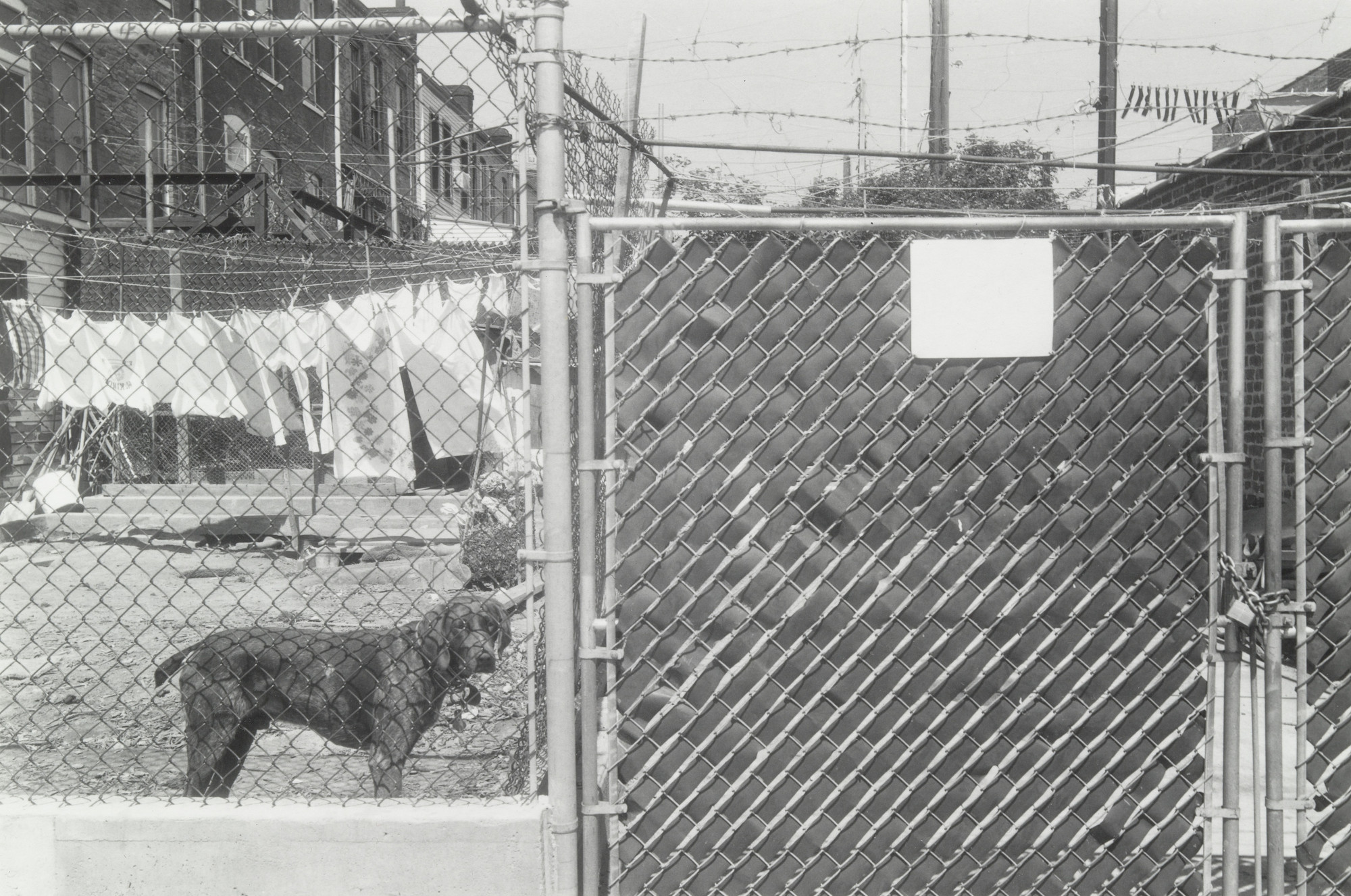 Thomas Roma. Benny, Bensonhurst, Brooklyn. 1980 | MoMA