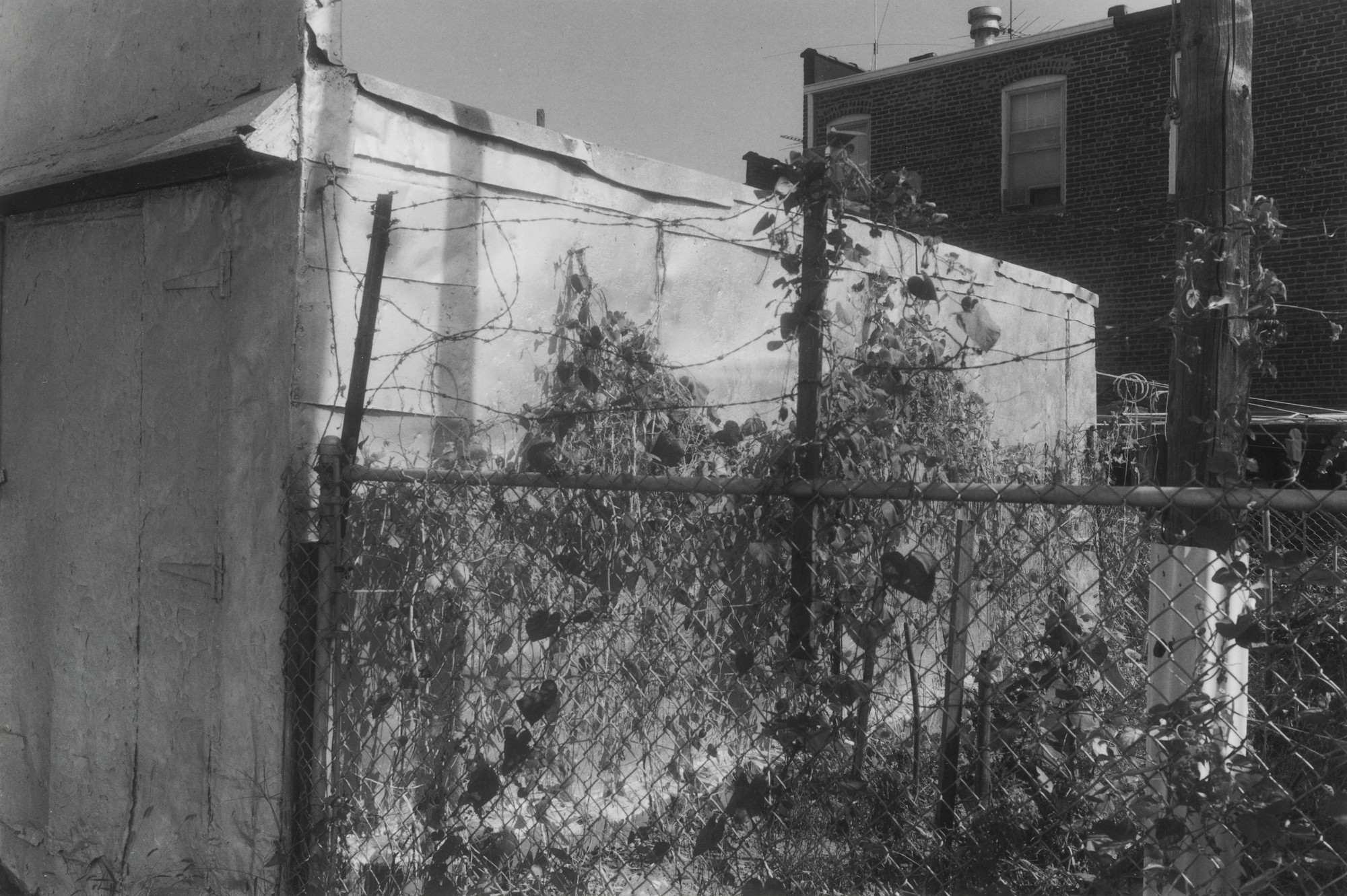 Thomas Roma. Untitled. 1974-80 | MoMA