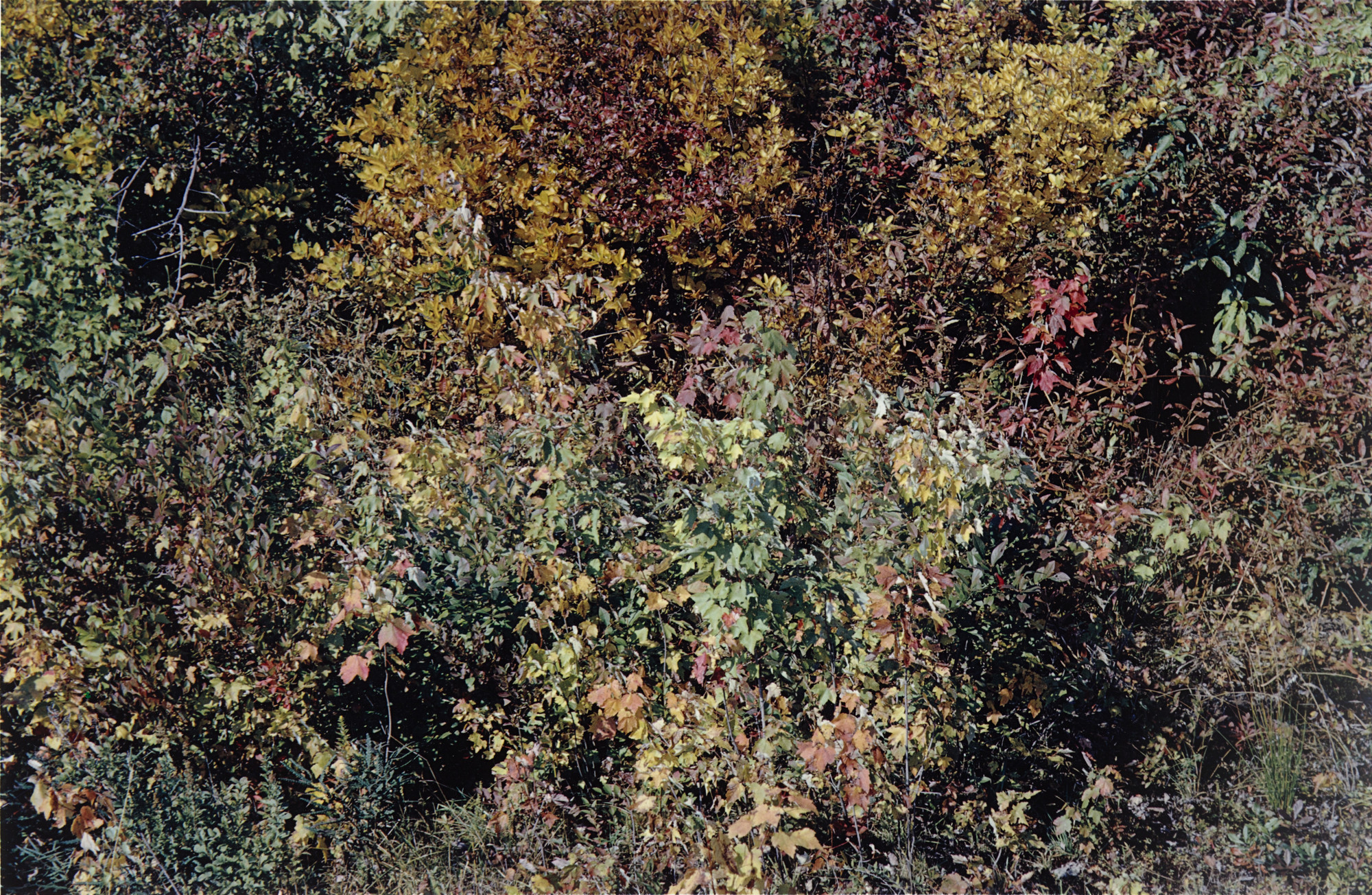 Harry Callahan. Cape Cod. 1972 | MoMA