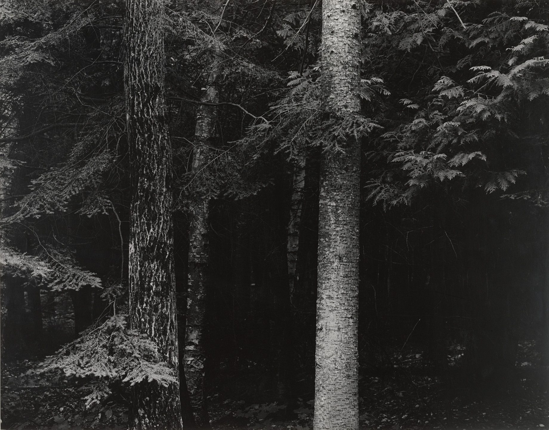 Harry Callahan. Spruce Trees. c. 1950 | MoMA