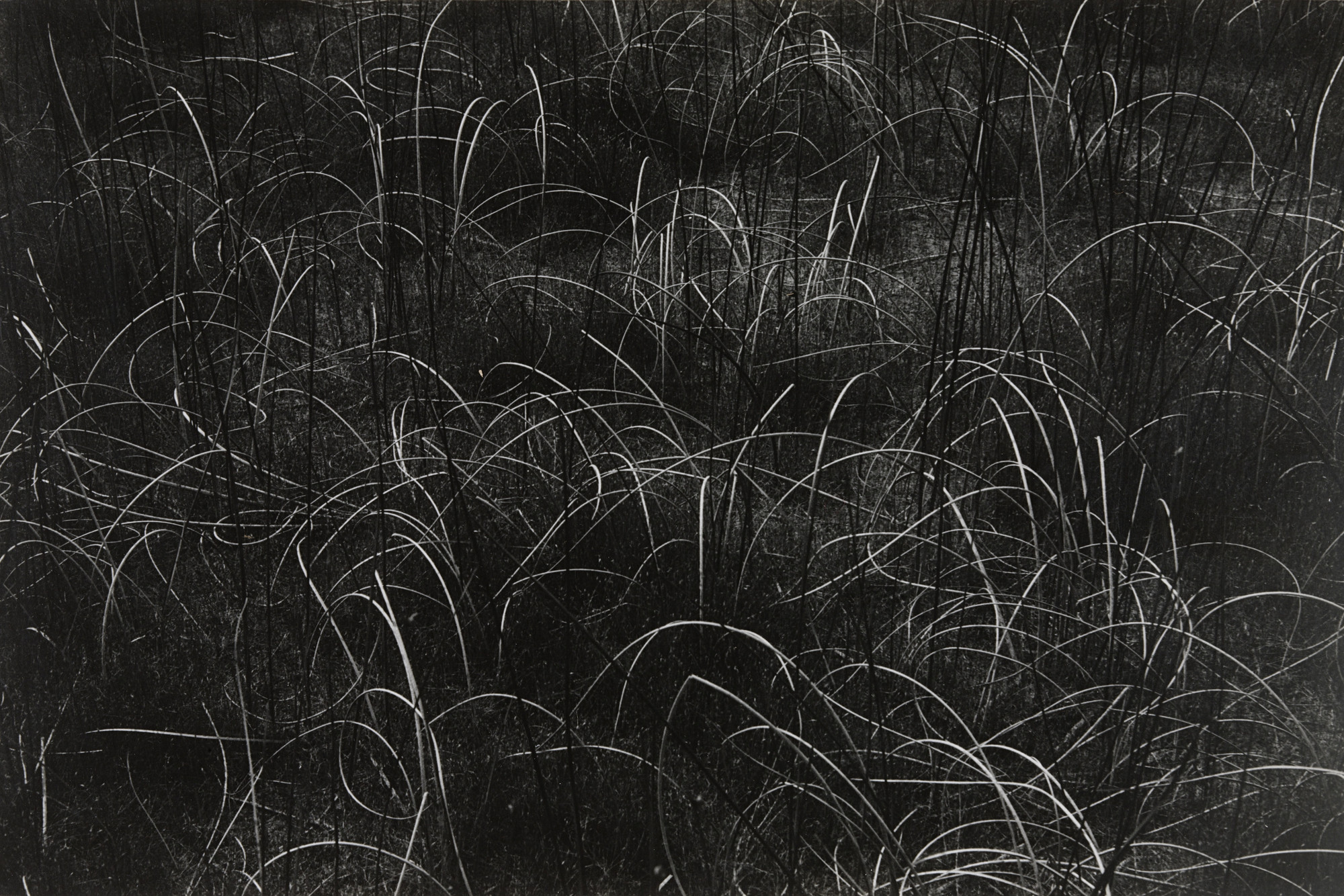 Harry Callahan. Wisconsin. 1958 | MoMA