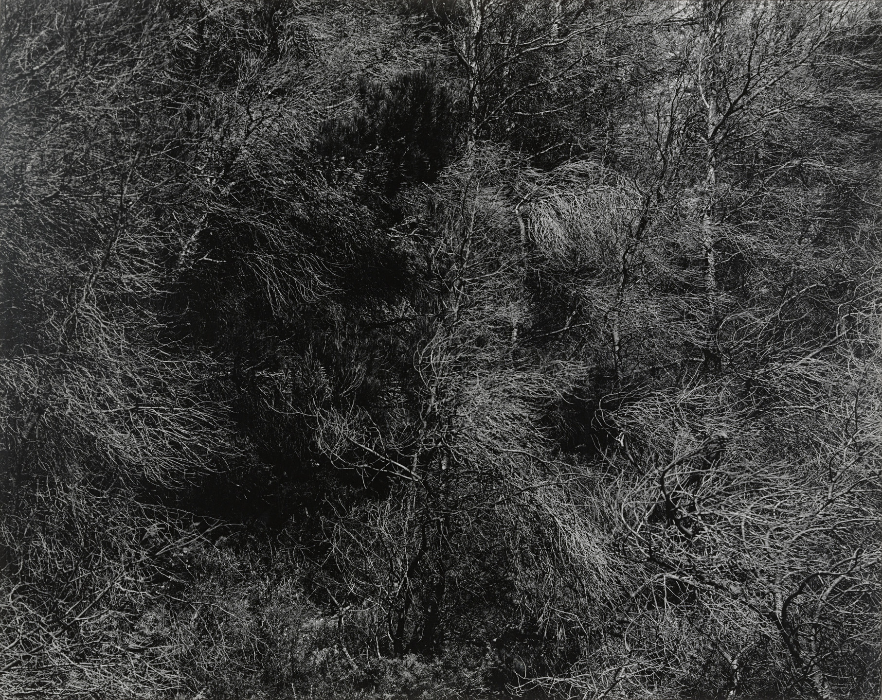 Harry Callahan. Trees, Aix-en-Provence. 1957 | MoMA