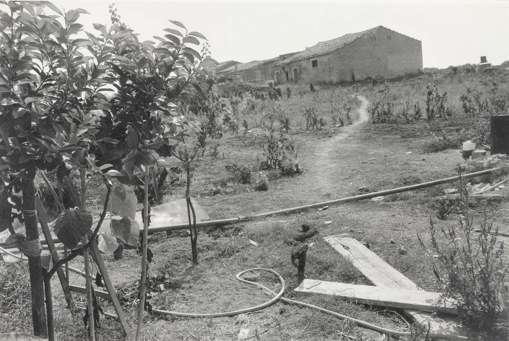 Thomas Roma. Gela, Sicily. 1982 | MoMA