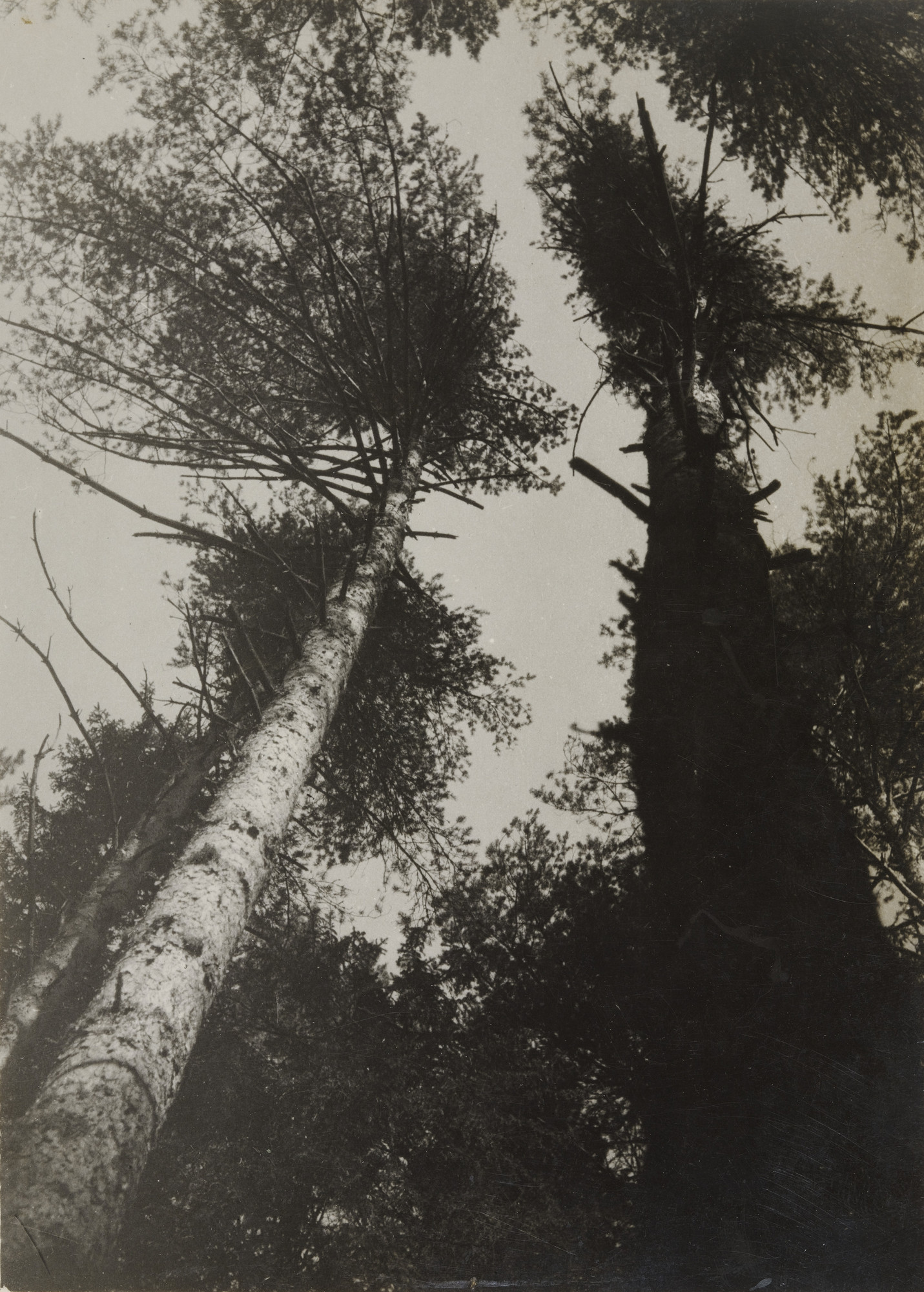 Aleksandr Rodchenko. Pine Trees, Pushkino. 1927 | MoMA