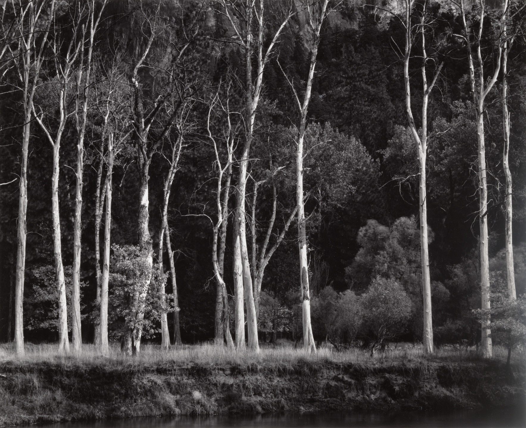 Ansel Adams. Dead Cottonwood Trees, Meadow, Yosemite Valley, California ...