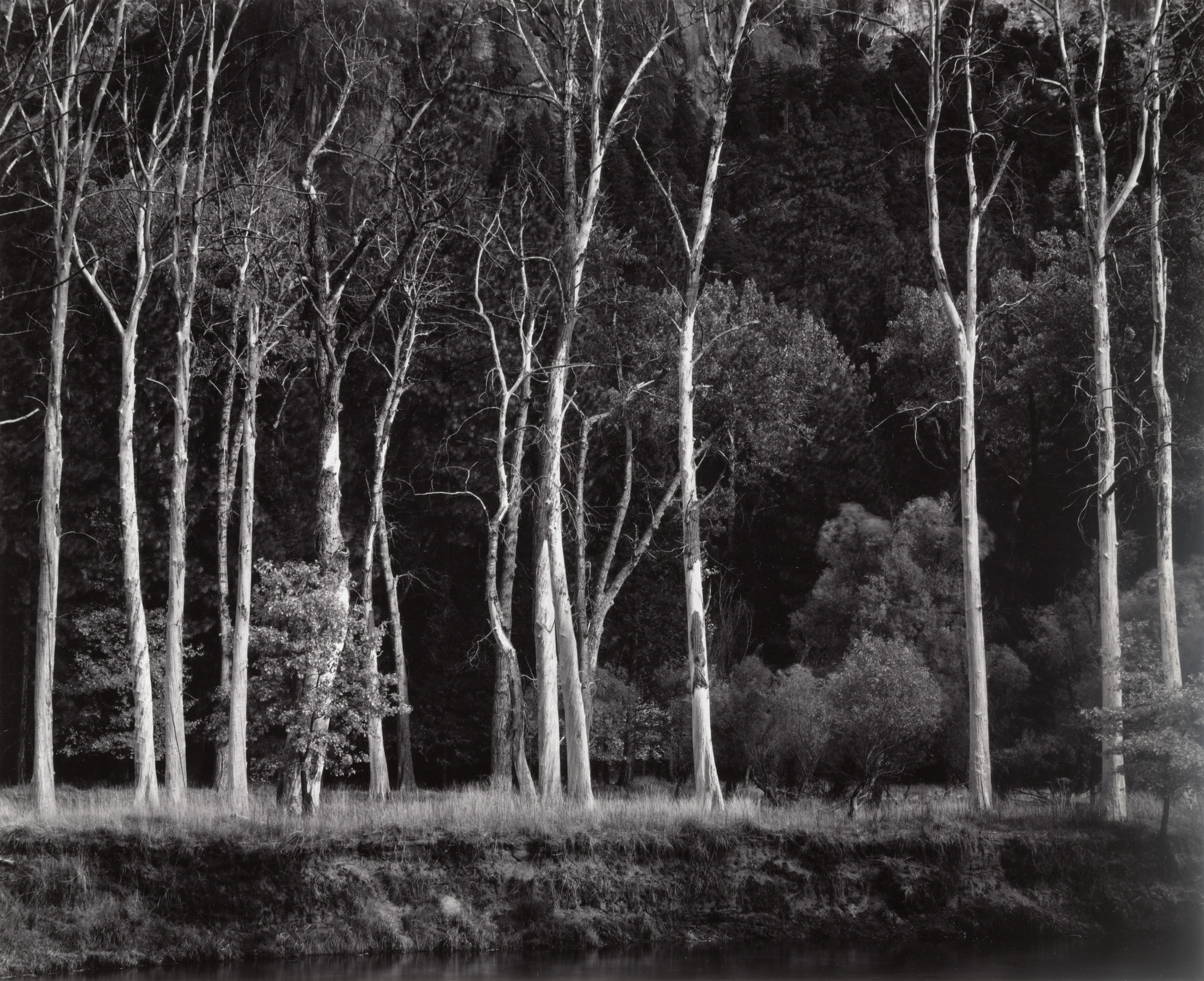 Ansel Adams Photography Trees