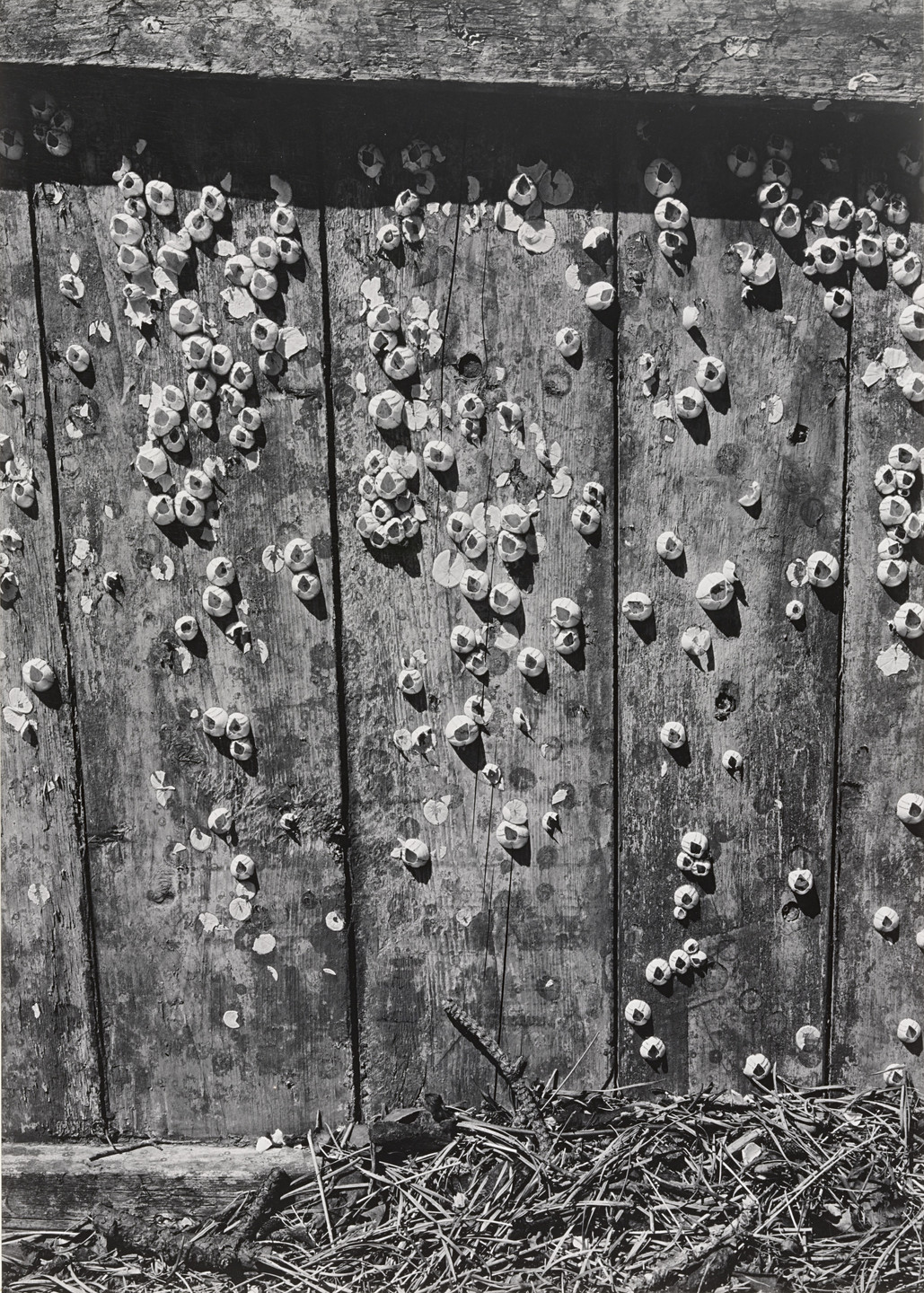 Ansel Adams. Barnacles, Cape Cod. 1939 | MoMA