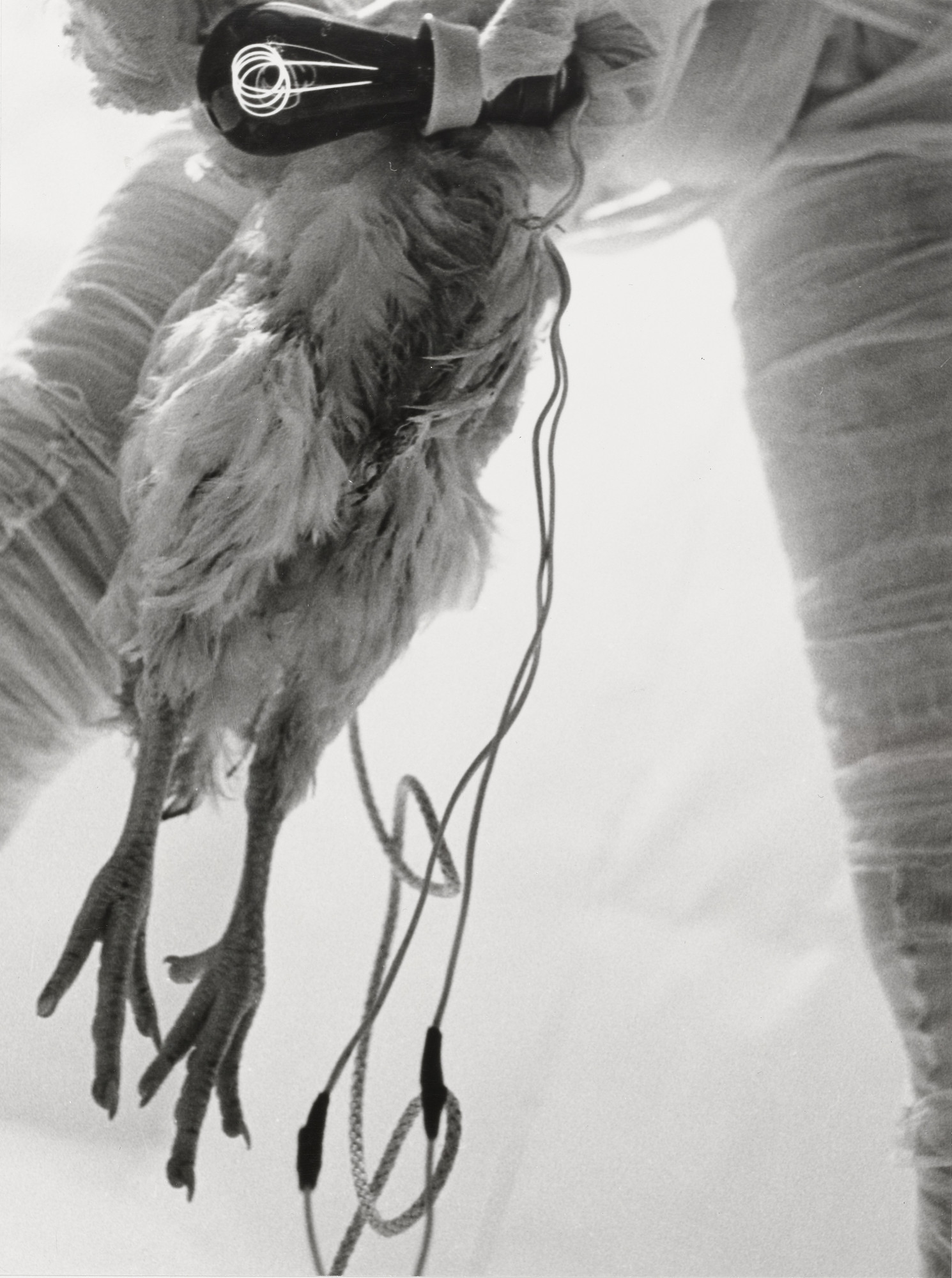 Rudolf Schwarzkogler, Michael Epp. 6th Action, Untitled. (chicken feet ...