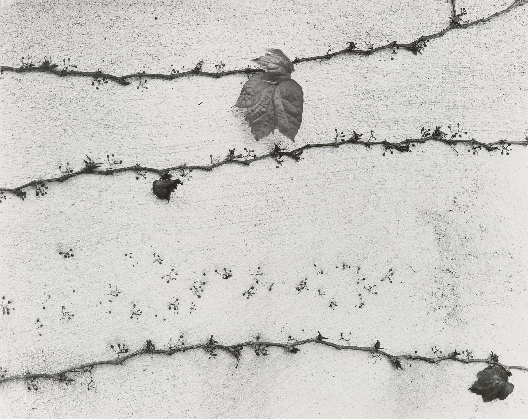 Wynn Bullock. Ivy on Wall. 1956 | MoMA