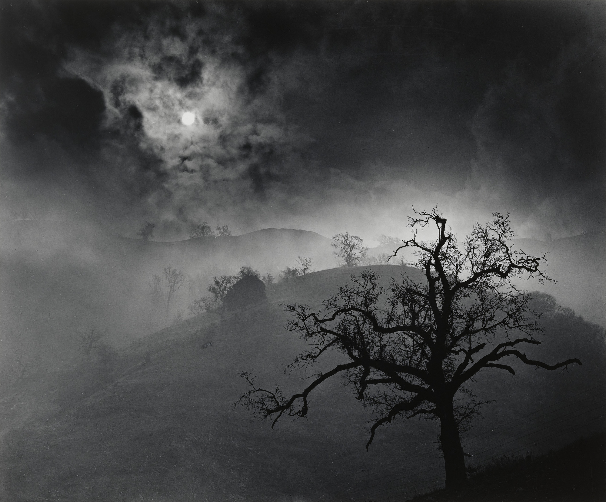 Wynn Bullock. Stark Tree. 1956 | MoMA