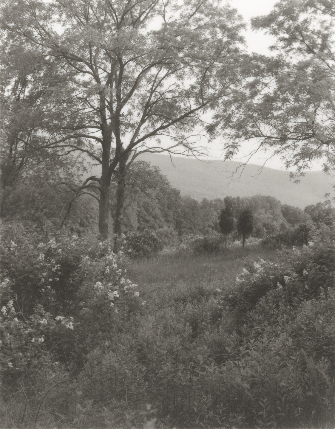 Jan Groover. Plain Fields. 1981 | MoMA