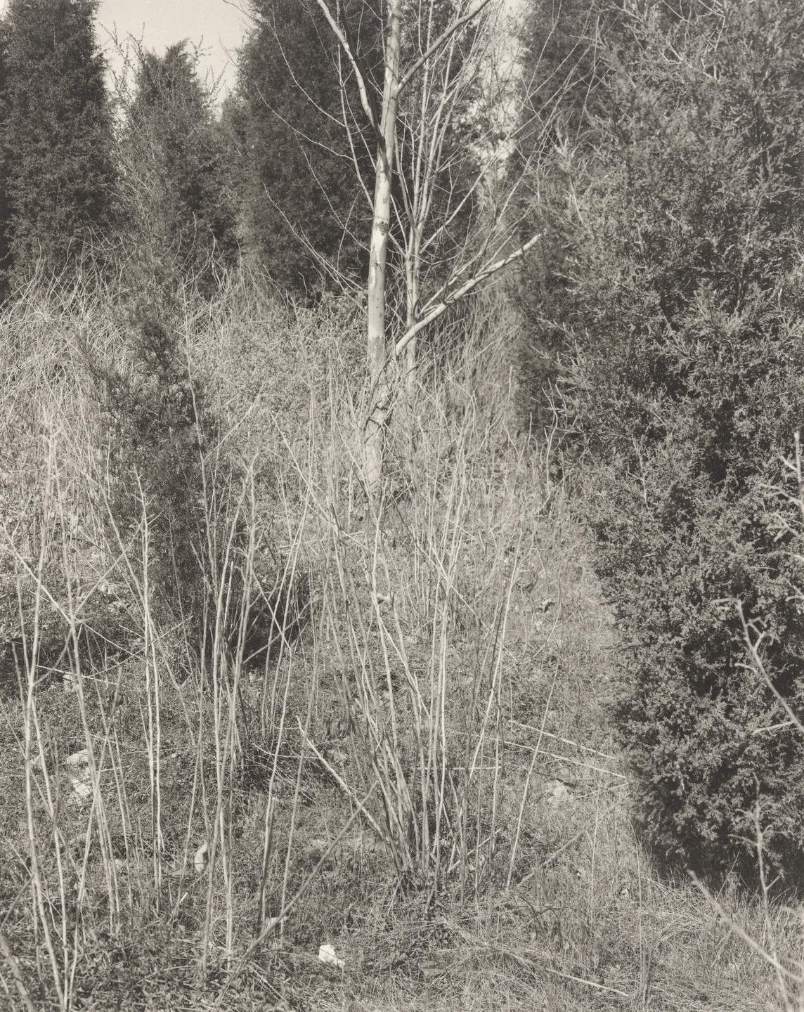 Jan Groover. Plain Fields. 1981 | MoMA