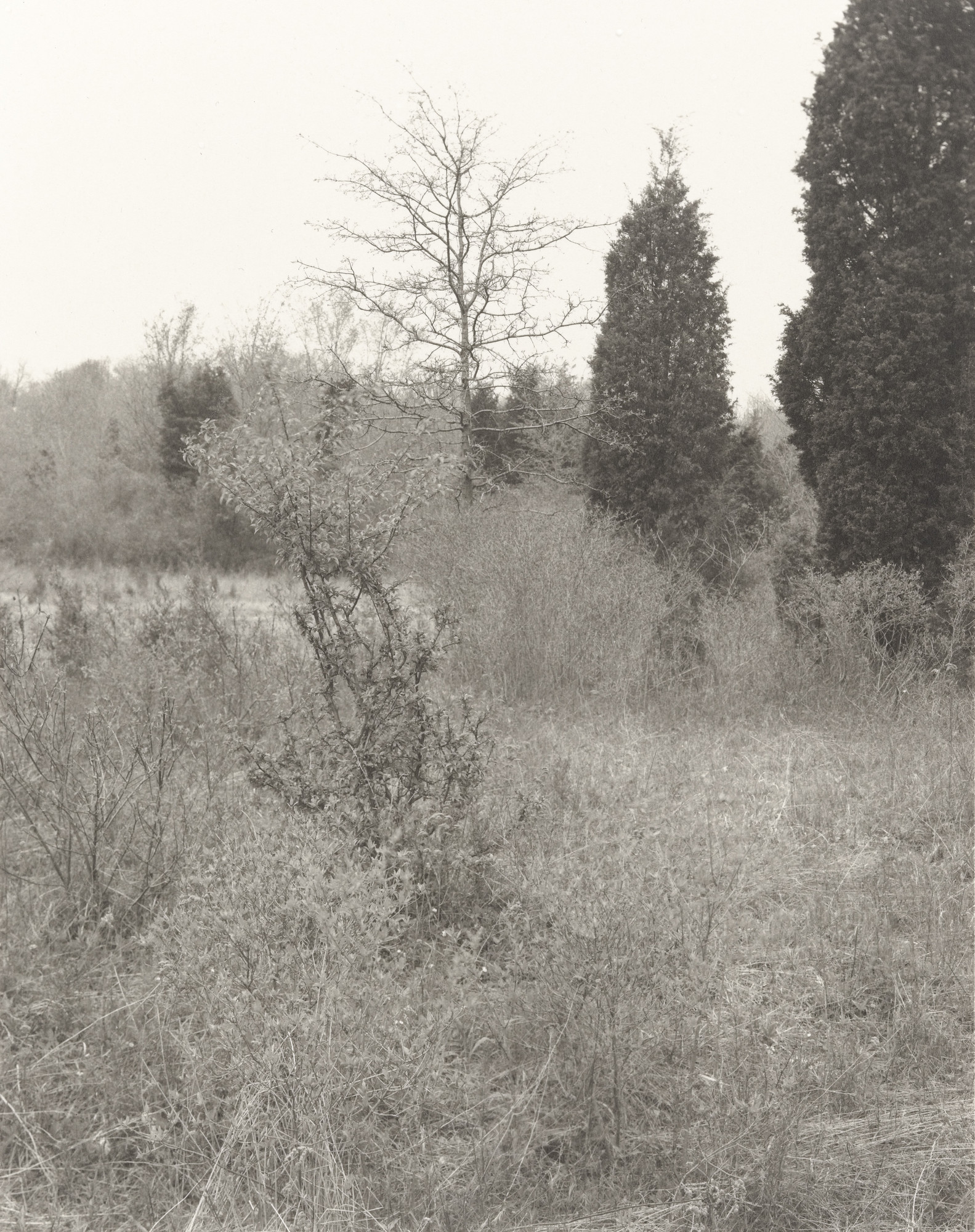 Jan Groover. Plain Fields. 1981 | MoMA