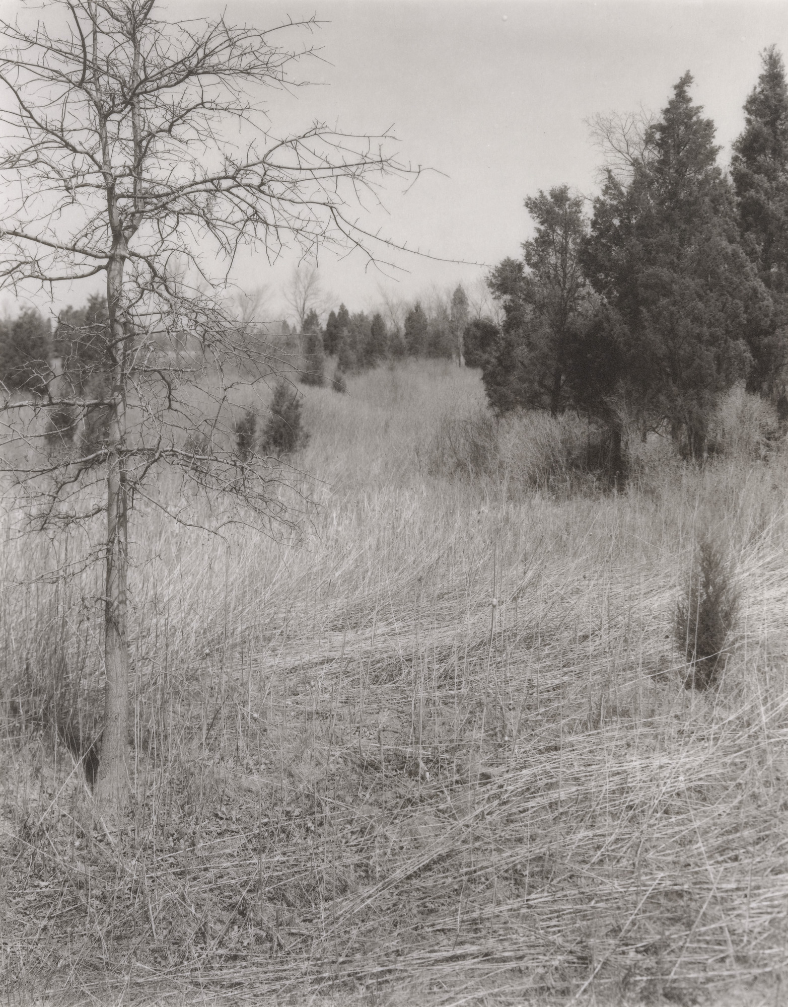 Jan Groover. Plain Fields. 1981 | MoMA