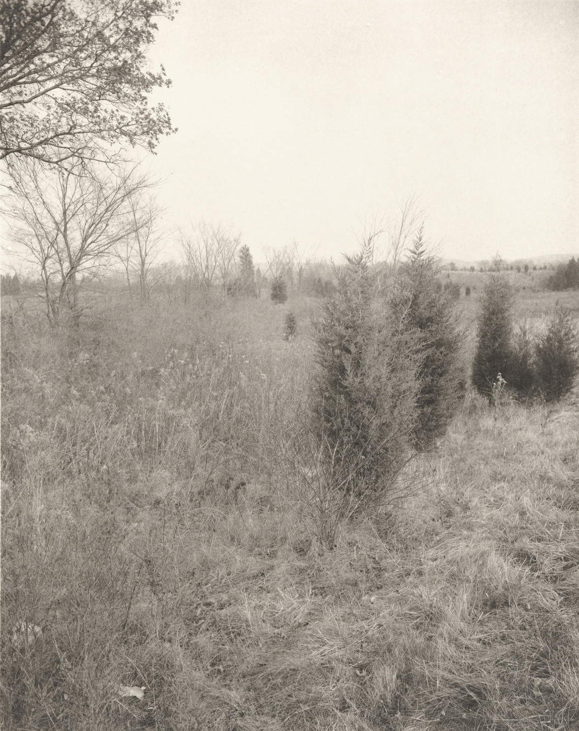 Jan Groover. Plain Fields. 1981 | MoMA