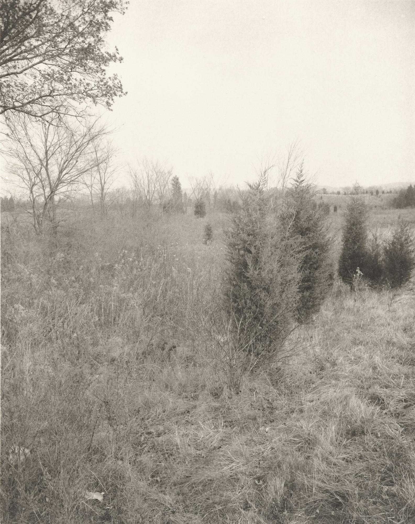 Jan Groover. Plain Fields. 1981 | MoMA