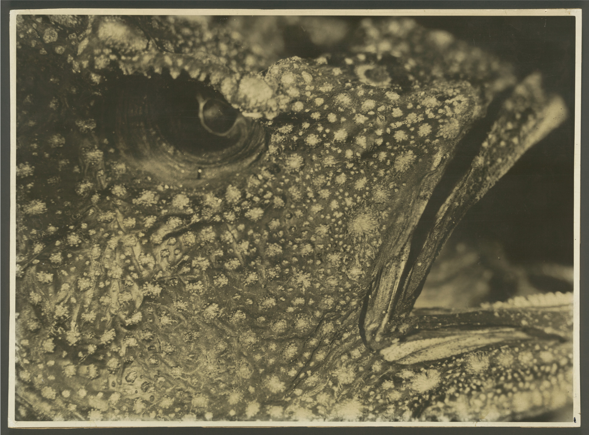 Jean Painlevé. Fish in Profile. 1930 | MoMA