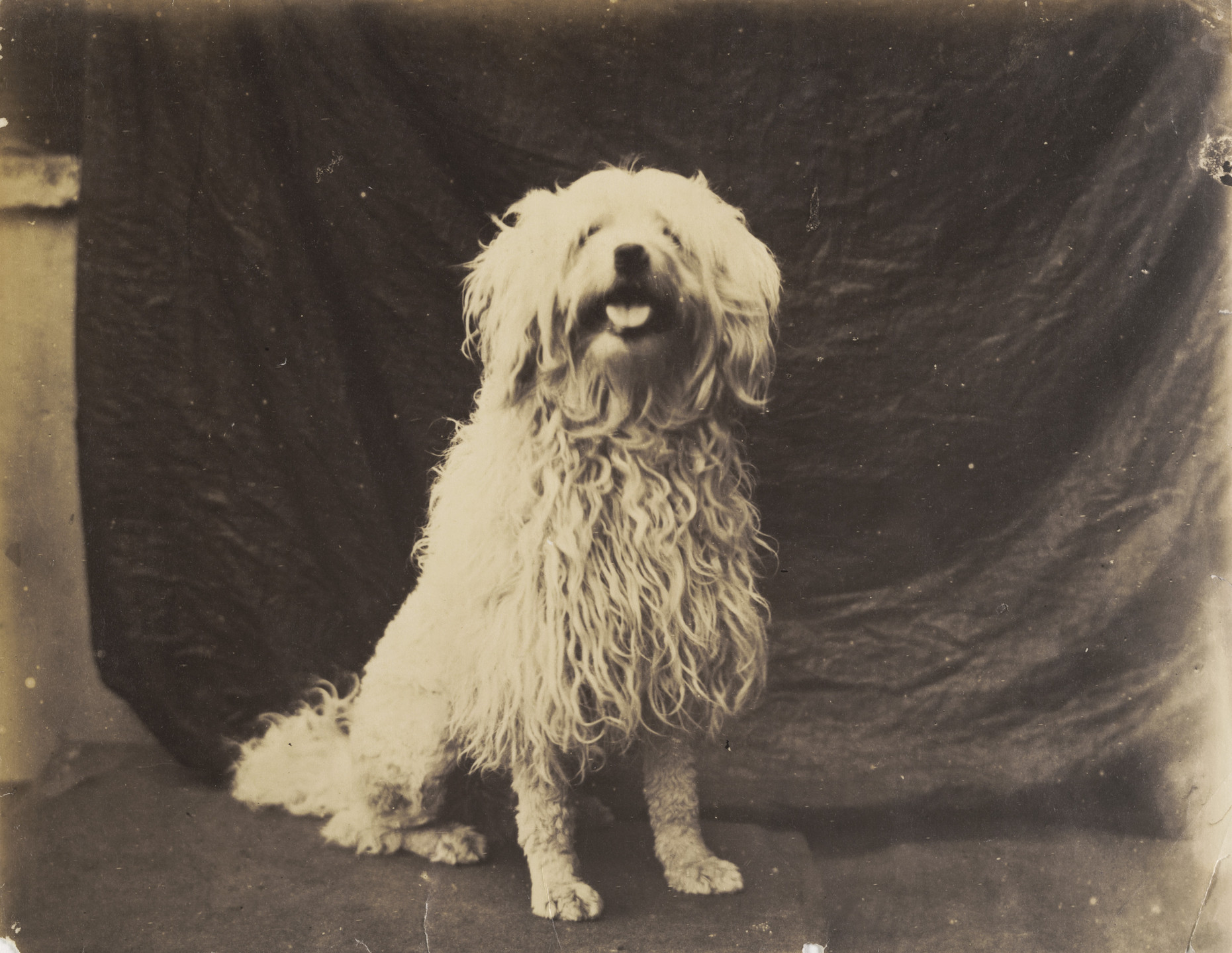 Charles Marville. Dog. 1860s? | MoMA