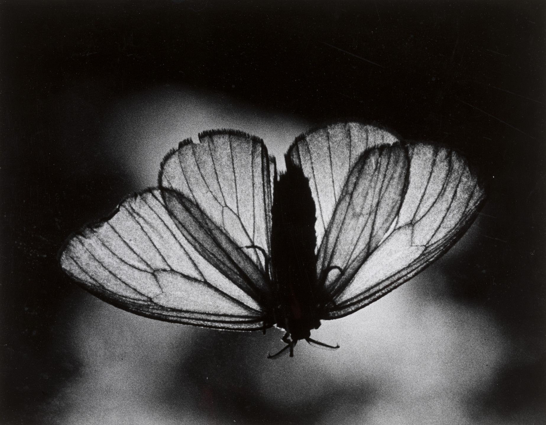 Chuji Yasui. Butterfly. c. 1950 | MoMA