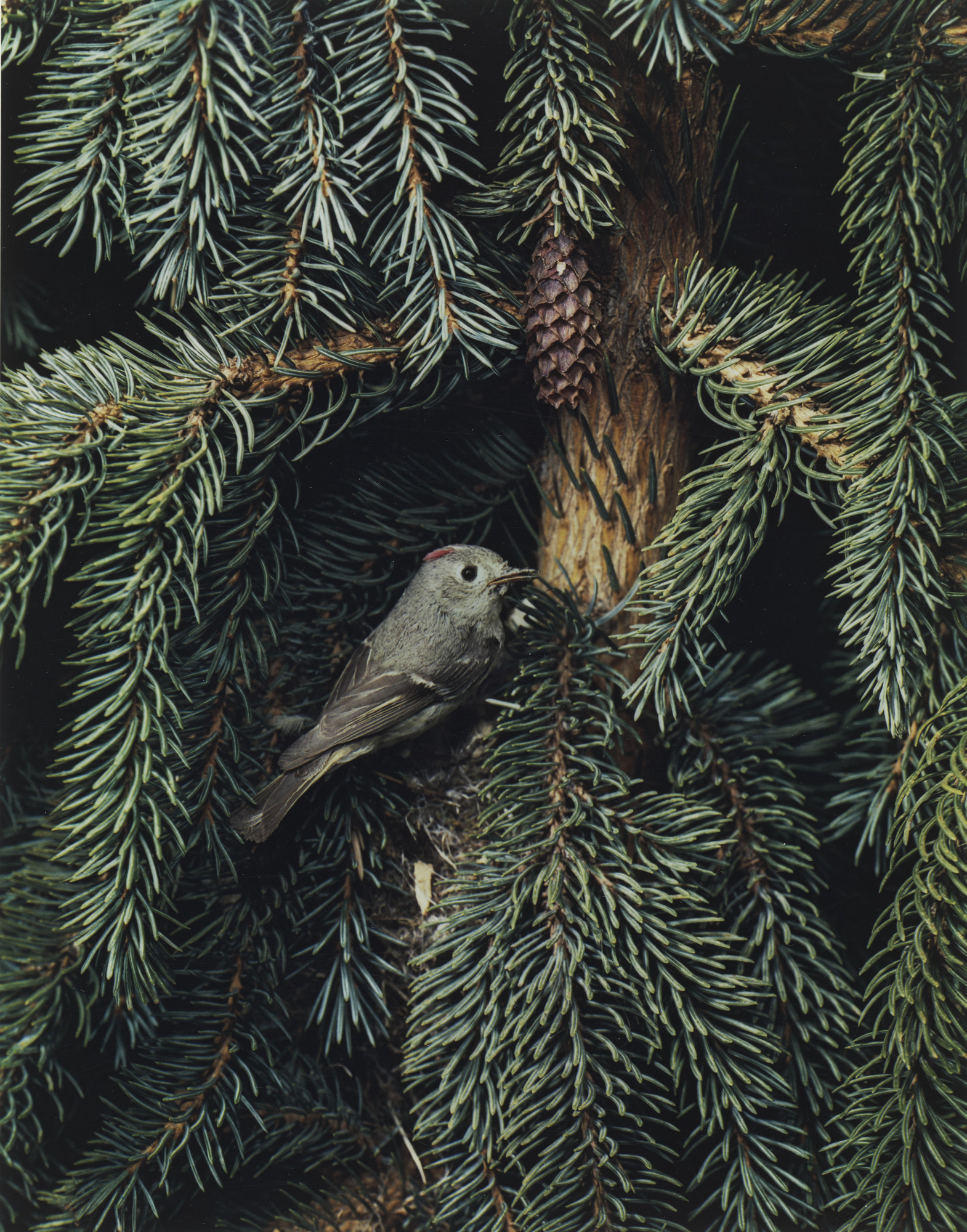 Eliot Porter. Ruby-Crowned Kinglet. c. 1945 | MoMA