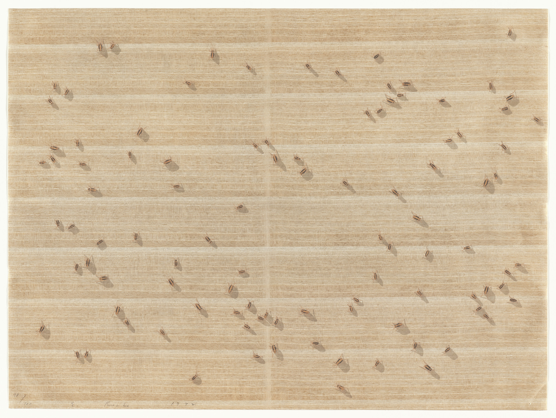 Edward Ruscha. Cockroaches from Insects. 1972 | MoMA