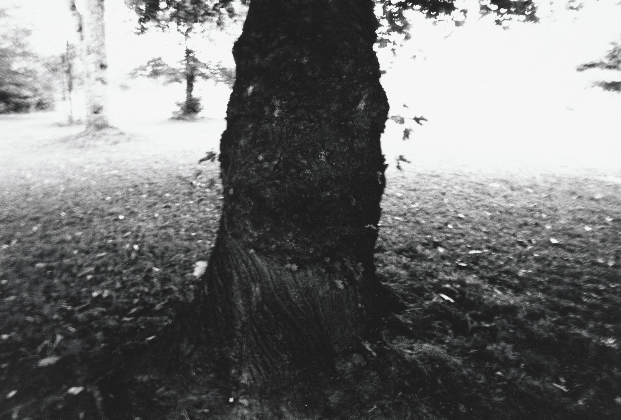 Roger Mertin. Tree, Rochester, New York. 1971 | MoMA