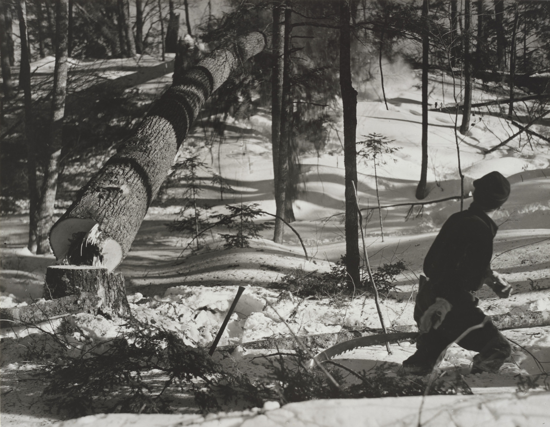 Hal Davidson. Timber, Iron County, Michigan. 1941 | MoMA