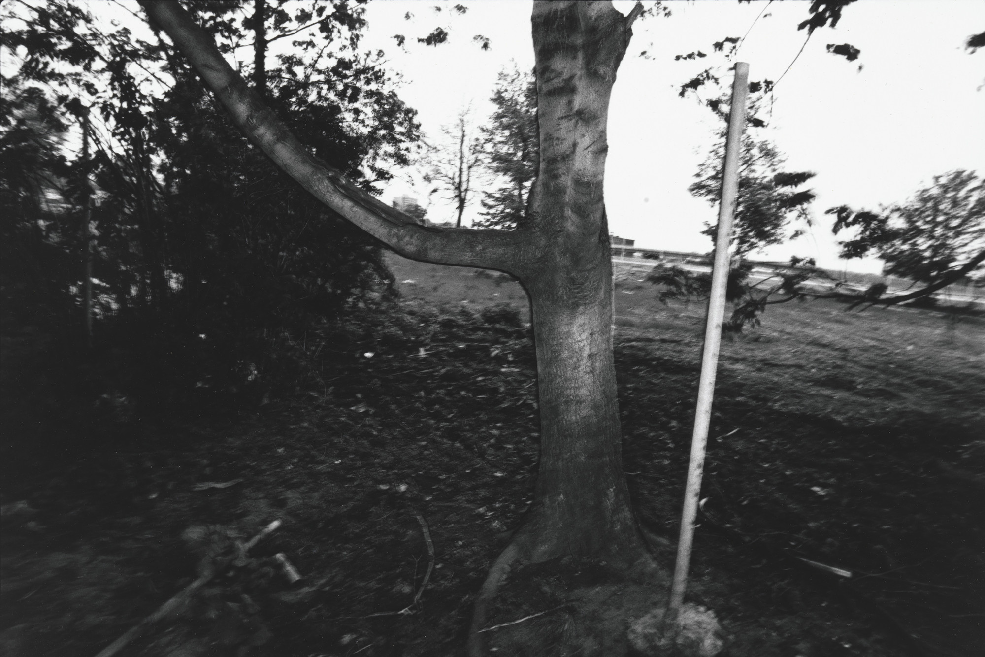 Roger Mertin. Tree, Rochester, New York. 1973 | MoMA