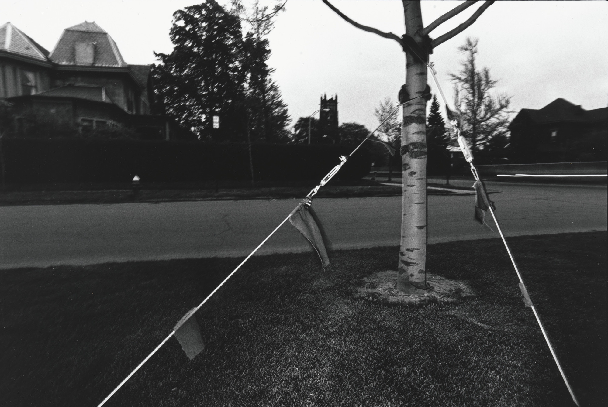 Roger Mertin. Tree, Rochester, New York. 1973 | MoMA