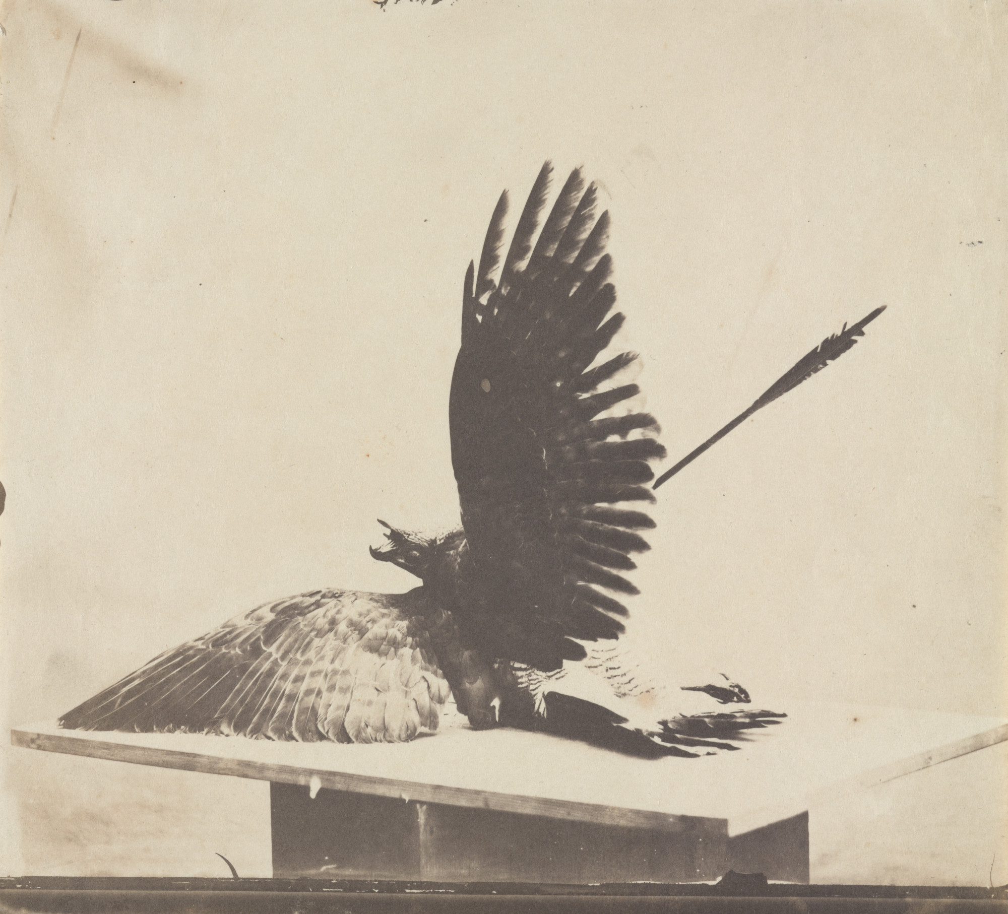 Unidentified photographer. Still Life of Dead Bird. early 1850s | MoMA