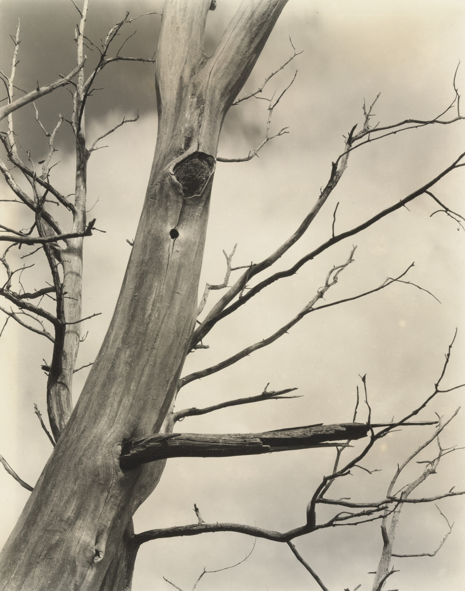 Ralph Steiner. Tree I. c. 1930 | MoMA