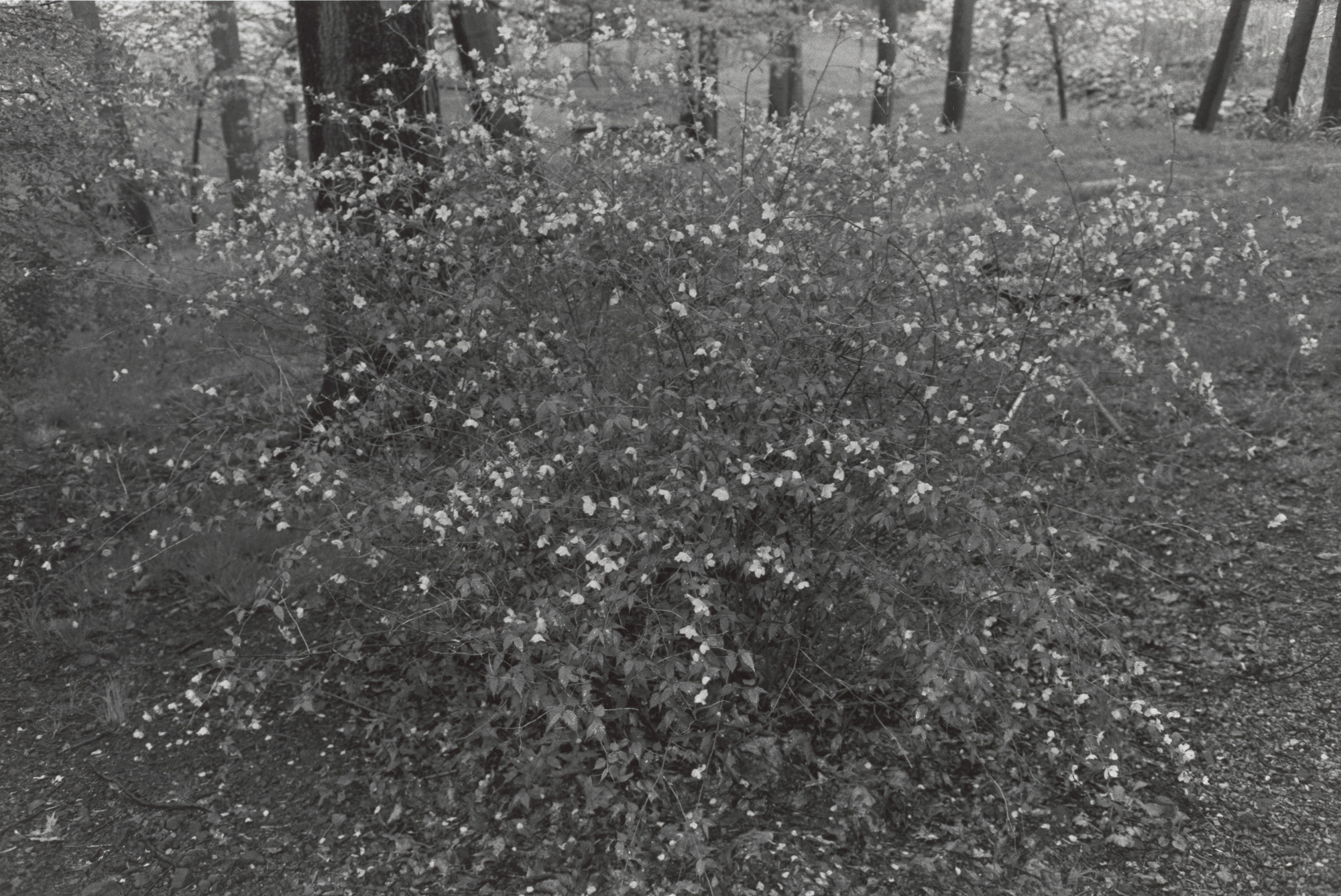 Lee Friedlander. Home. 1976 | MoMA