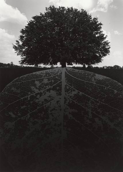 Jerry Uelsmann | MoMA