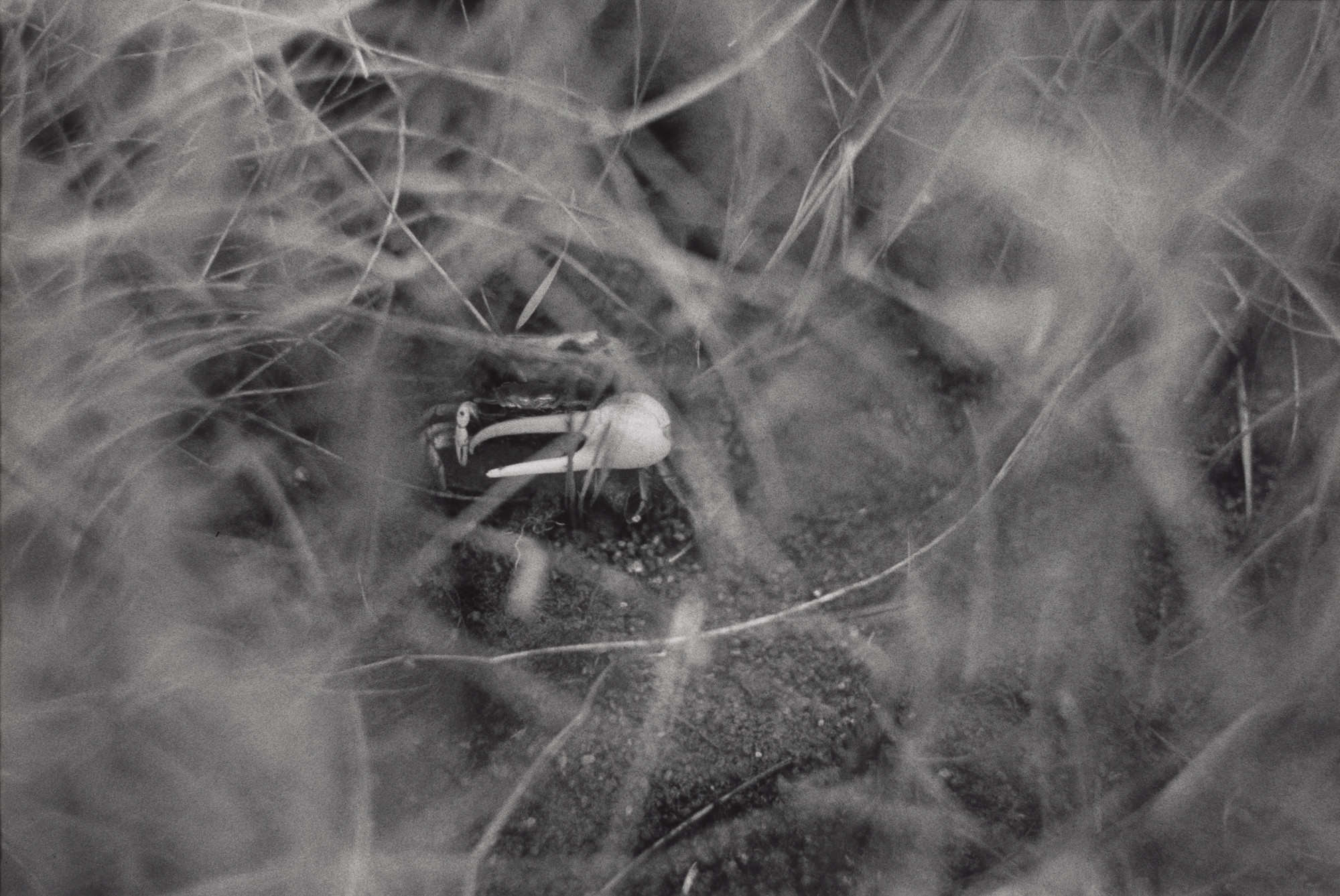 David Vestal. Fiddler Crab, Cape Cod. 1956 | MoMA