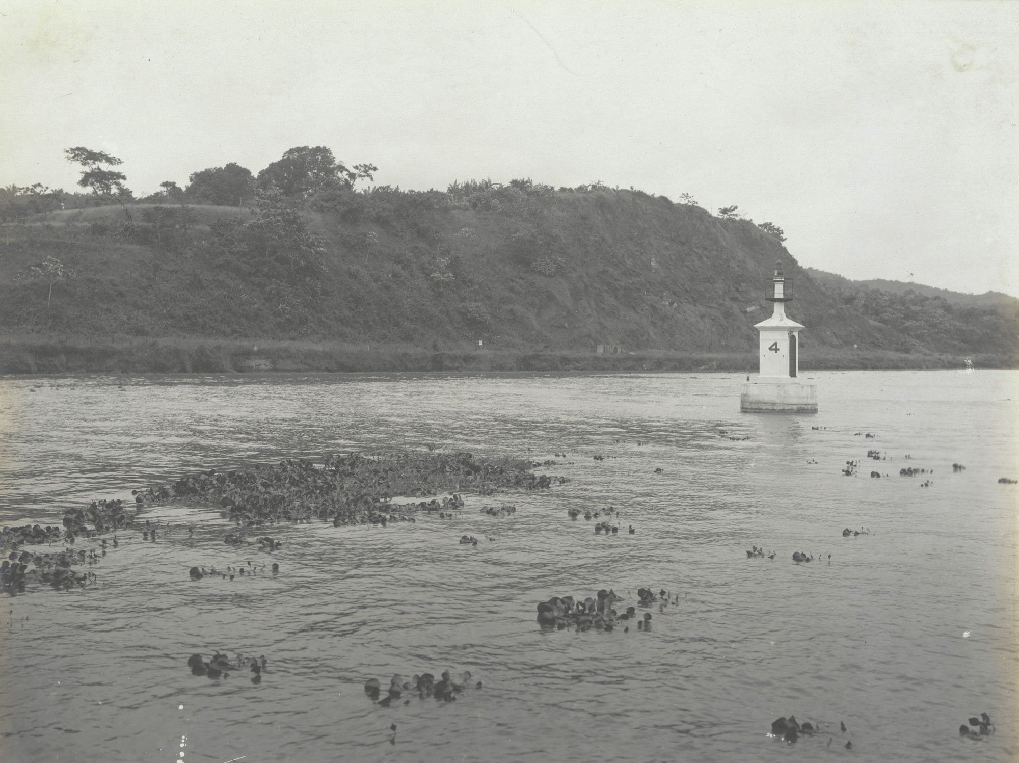 Unidentified photographer. Water Hyacinths at mouth of Obispo River ...