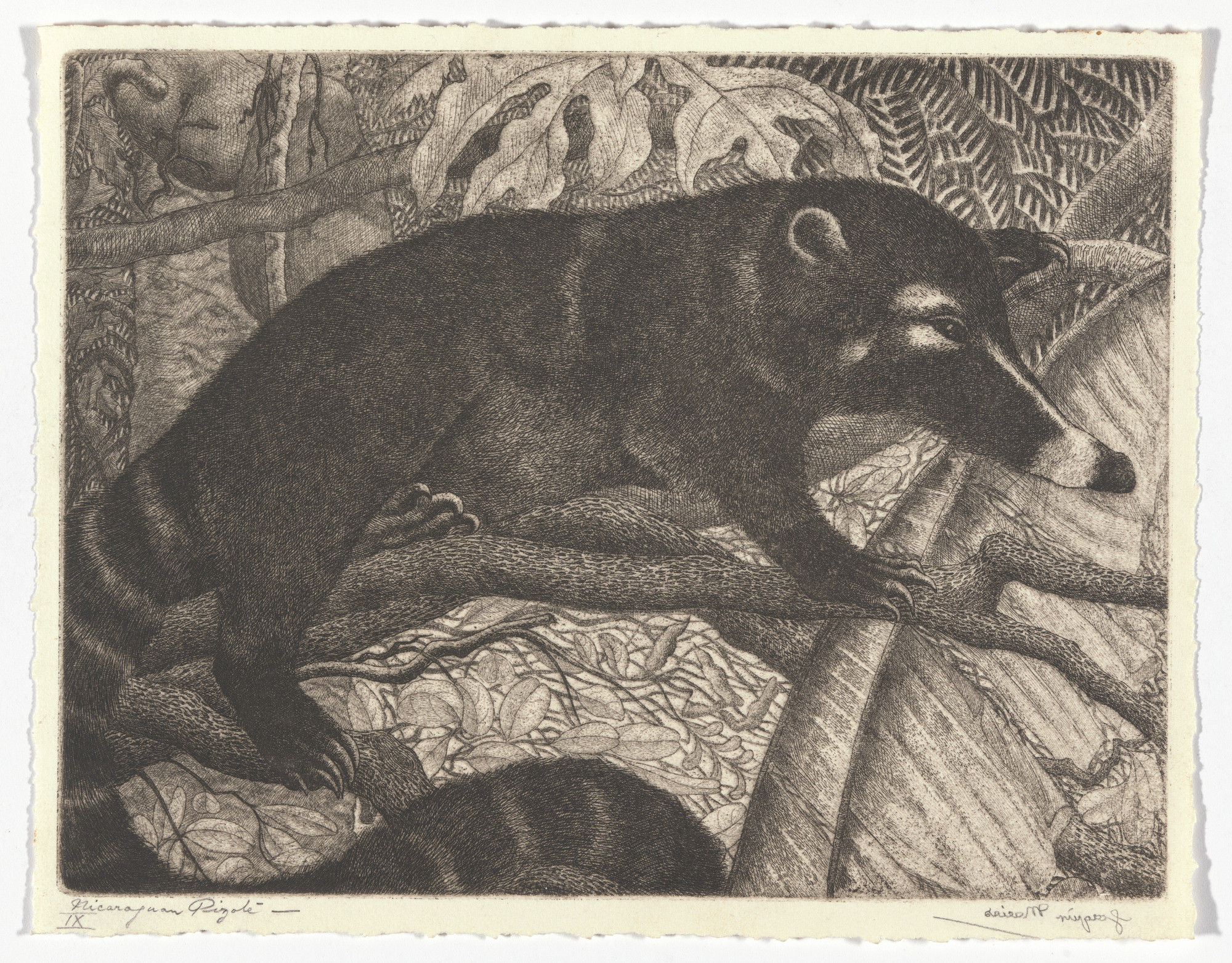 Joaquín Macías. Nicaraguan Pizote. c. 1940 | MoMA