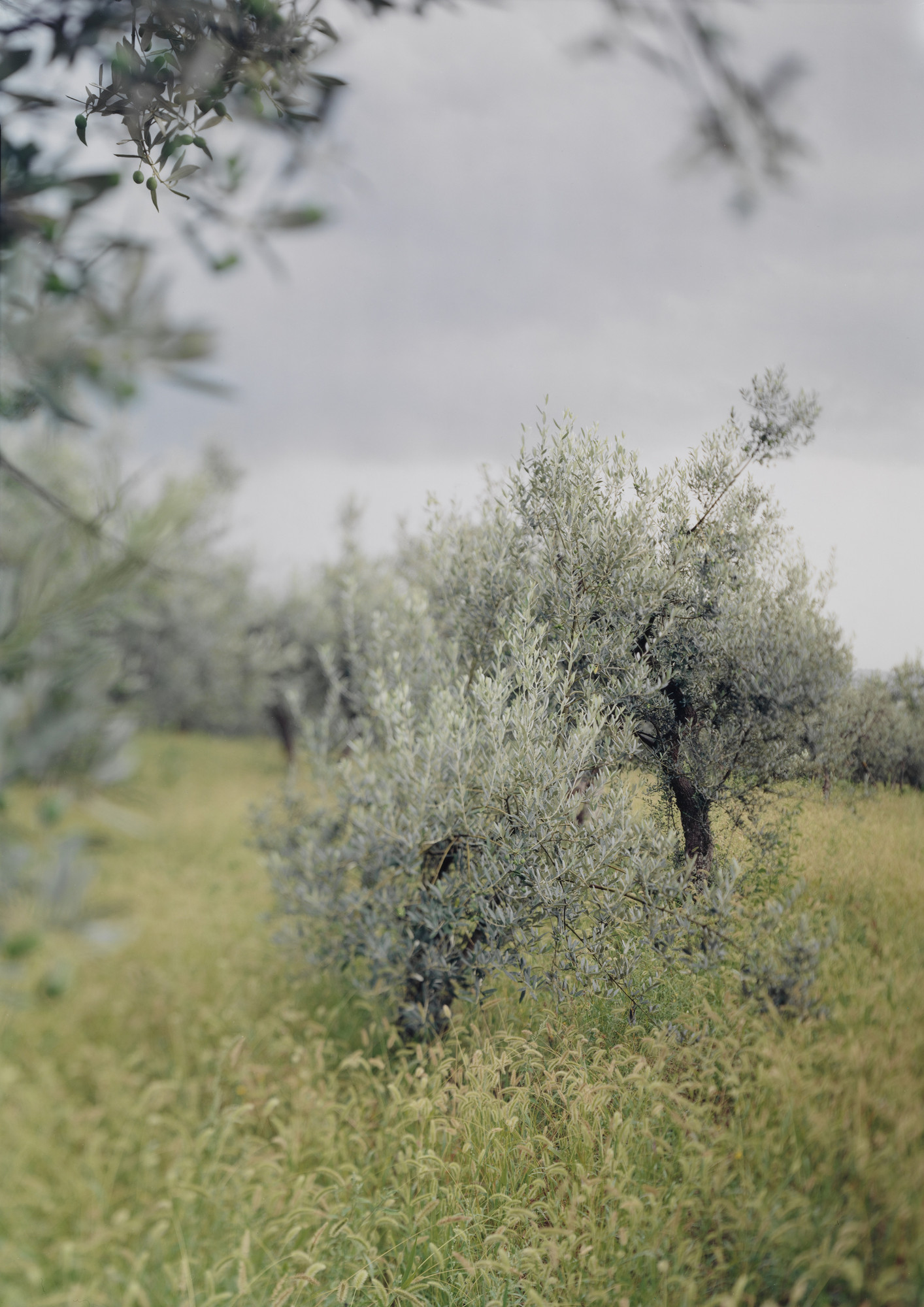 JoAnn Verburg. Little Green Tree (with olives). 2003 | MoMA