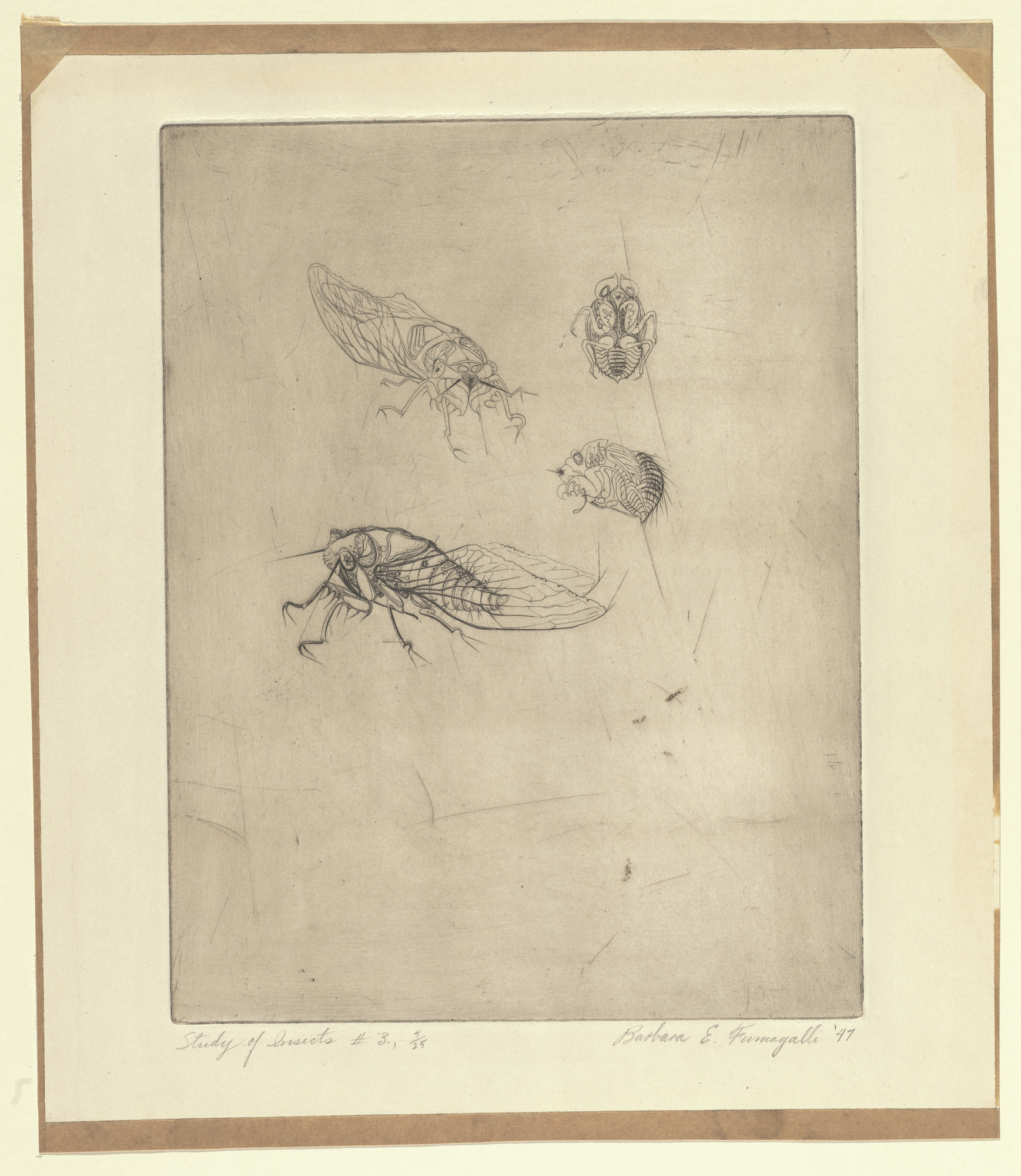 Barbara E. Fumagalli | MoMA