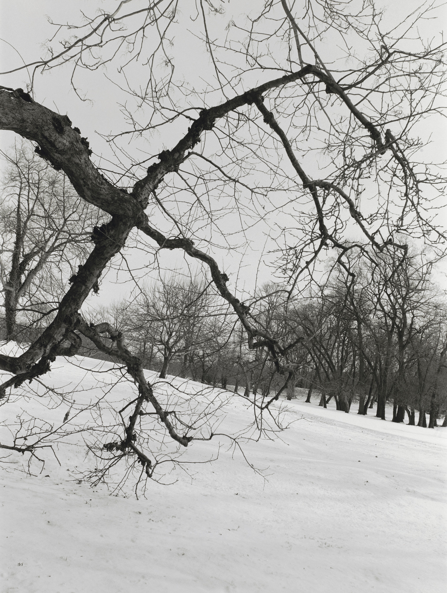 Thomas Roma. Long Island. 2005 | MoMA