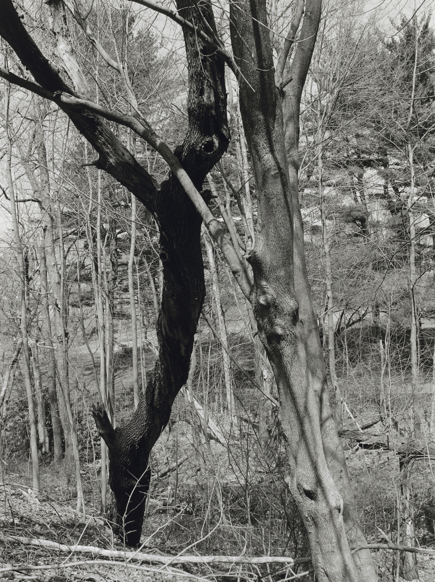 Thomas Roma. Long Island. 2005 | MoMA