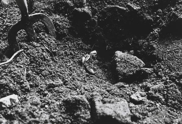 Gordon Matta-Clark | MoMA