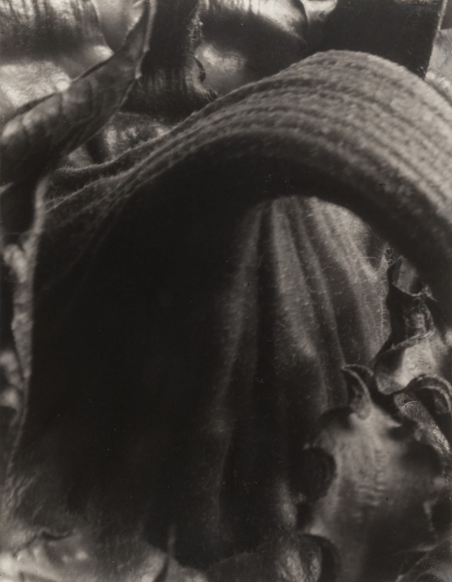 Edward Steichen. Sunflowers from Seed to Seed. 1920-61 | MoMA